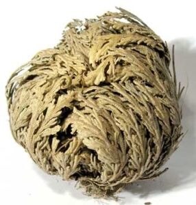 rose of jericho - resurrection plant/flower - selaginella lepidophylla - dried roses (1)