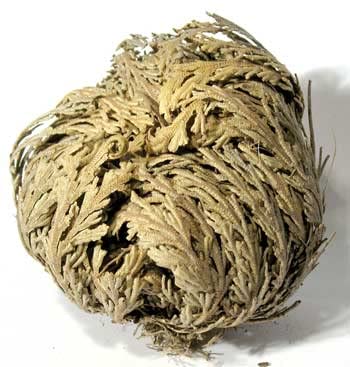 Rose of Jericho - Resurrection Plant/Flower - Selaginella Lepidophylla - Dried Roses (1)