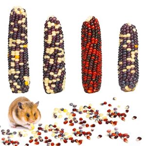 x-pet hamster treats and chinchilla chew toys, 100% natural corn suitable for guinea pig, parrot,bird and other small animals