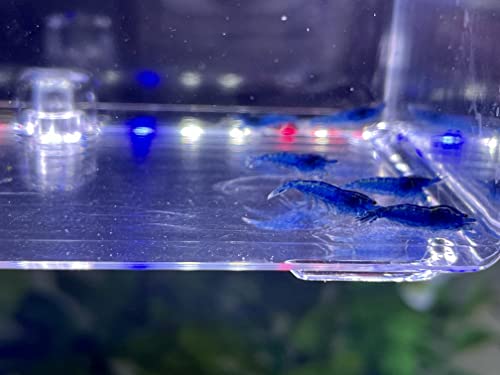 Blue Dream Shrimps Live Freshwater Shrimp Aquarium Neocaridina Inverts RCS (10 Shrimps (+2))