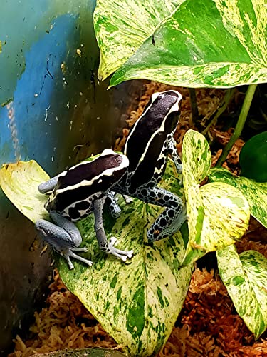 Josh's Frogs Bioactive Dart Frog Substrate Vivarium Bundle- Extra Small