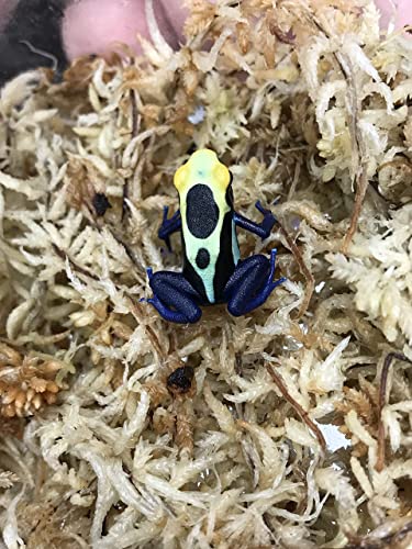 Josh's Frogs Bioactive Dart Frog Substrate Vivarium Bundle- Extra Small