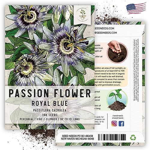 Seed Needs, Blue Passion Flower Seeds - 100 Heirloom Seeds for Planting Passiflora caerulea - Open Pollinated, Tropical Vine (1 Pack)