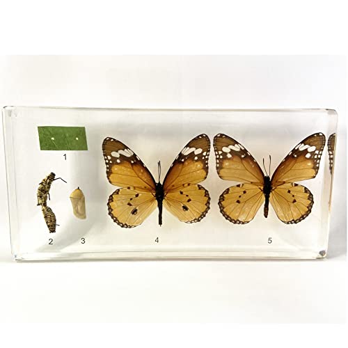 ACEVER Insect Specimen Resin Paperweight Encased Biology Anatomy Science Education Insect Kits, Back to School Teaching Tool (Life of Butterfly)