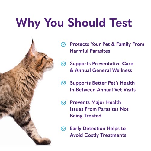 MySimplePetLab Routine Cat Stool Test Kit | Fast and Accurate Cat Worms and Intestinal Parasite Test | Mail-in Stool Sample Kit for Early Detection and Treatment of Cat Worms and Giardia