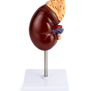 QWORK Life-Size Kidney Model, Divided into 2 Parts Showing Internal Structure A Normal Kidney Human Anatomy Replica for Doctors Office Educational Tool