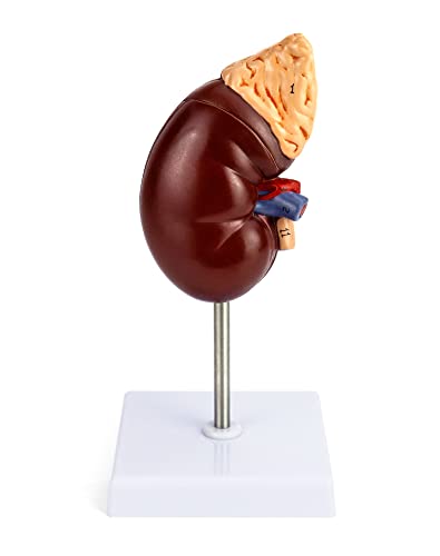 QWORK Life-Size Kidney Model, Divided into 2 Parts Showing Internal Structure A Normal Kidney Human Anatomy Replica for Doctors Office Educational Tool