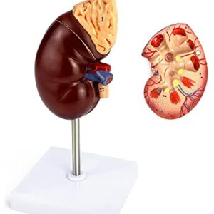 QWORK Life-Size Kidney Model, Divided into 2 Parts Showing Internal Structure A Normal Kidney Human Anatomy Replica for Doctors Office Educational Tool