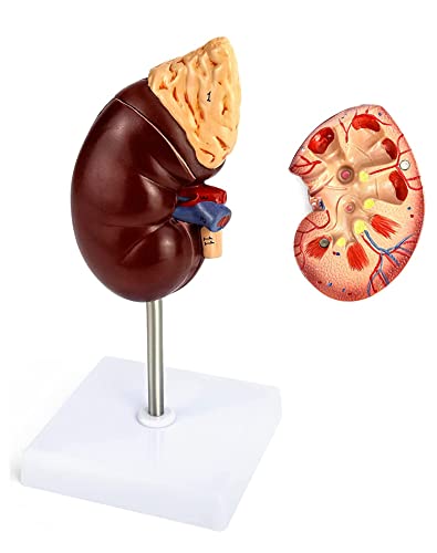 QWORK Life-Size Kidney Model, Divided into 2 Parts Showing Internal Structure A Normal Kidney Human Anatomy Replica for Doctors Office Educational Tool