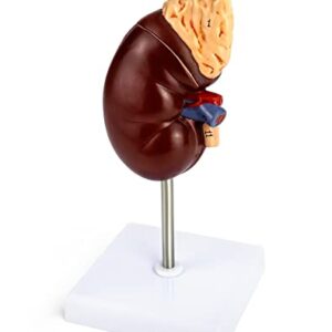 QWORK Life-Size Kidney Model, Divided into 2 Parts Showing Internal Structure A Normal Kidney Human Anatomy Replica for Doctors Office Educational Tool