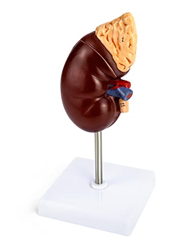 QWORK Life-Size Kidney Model, Divided into 2 Parts Showing Internal Structure A Normal Kidney Human Anatomy Replica for Doctors Office Educational Tool