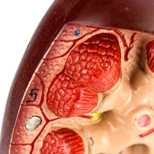 QWORK Life-Size Kidney Model, Divided into 2 Parts Showing Internal Structure A Normal Kidney Human Anatomy Replica for Doctors Office Educational Tool