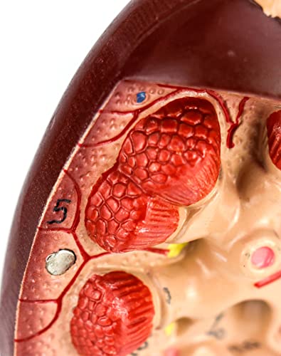 QWORK Life-Size Kidney Model, Divided into 2 Parts Showing Internal Structure A Normal Kidney Human Anatomy Replica for Doctors Office Educational Tool