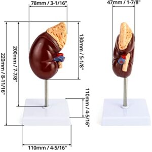 QWORK Life-Size Kidney Model, Divided into 2 Parts Showing Internal Structure A Normal Kidney Human Anatomy Replica for Doctors Office Educational Tool