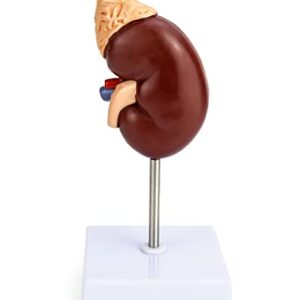 QWORK Life-Size Kidney Model, Divided into 2 Parts Showing Internal Structure A Normal Kidney Human Anatomy Replica for Doctors Office Educational Tool