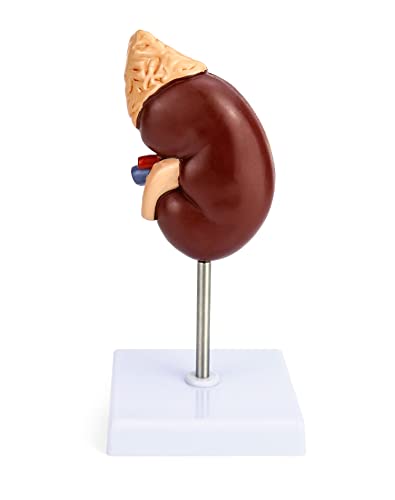 QWORK Life-Size Kidney Model, Divided into 2 Parts Showing Internal Structure A Normal Kidney Human Anatomy Replica for Doctors Office Educational Tool