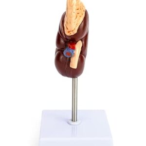 QWORK Life-Size Kidney Model, Divided into 2 Parts Showing Internal Structure A Normal Kidney Human Anatomy Replica for Doctors Office Educational Tool