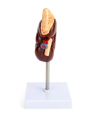 QWORK Life-Size Kidney Model, Divided into 2 Parts Showing Internal Structure A Normal Kidney Human Anatomy Replica for Doctors Office Educational Tool