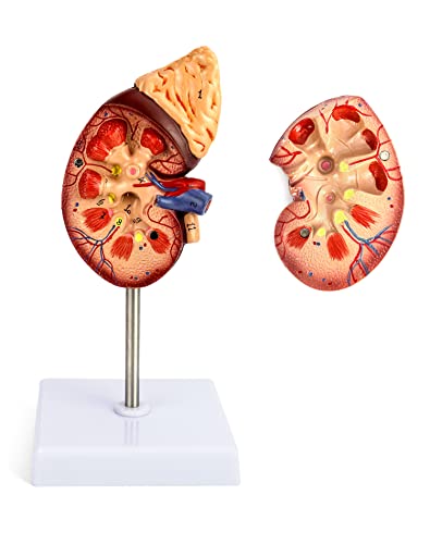 QWORK Life-Size Kidney Model, Divided into 2 Parts Showing Internal Structure A Normal Kidney Human Anatomy Replica for Doctors Office Educational Tool