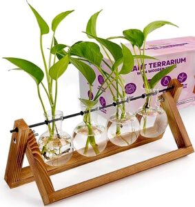 plant propagation station terrarium with wooden stand – plant terrarium stand with 4 glass planters for indoor plants – air plant holder for house plants, home and office decor