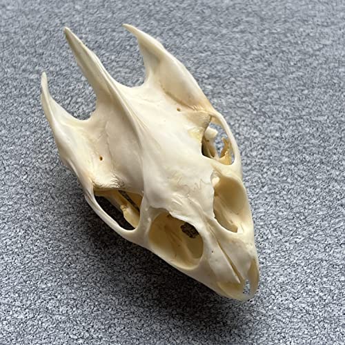 ZCZC Taxidermy Real Animal Skull, Animal Bones Real for Craft, Skull Decoration for Home, Specimen Collectibles Study, Special Gifts (T