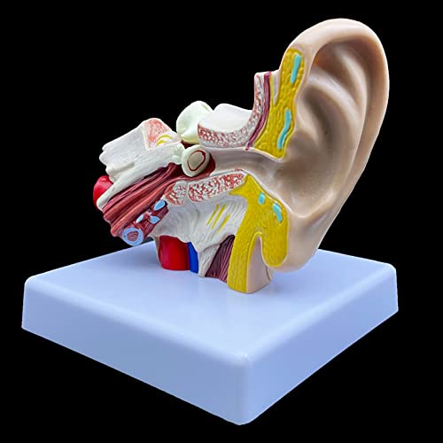 1.5X Enlarged Human Ear Model, Anatomically Accurate Ear Model Human Ear Anatomy for Science Classroom Study Display Teaching Medical Model