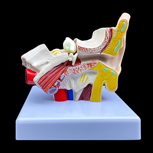 1.5X Enlarged Human Ear Model, Anatomically Accurate Ear Model Human Ear Anatomy for Science Classroom Study Display Teaching Medical Model