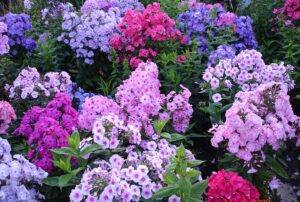 1200+ mixed phlox seeds - creeping perennial ground cover - popstars phlox creeping carpet plants