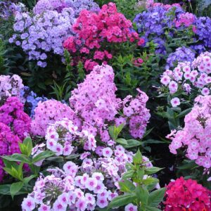 1200+ Mixed Phlox Seeds - Creeping Perennial Ground Cover - Popstars Phlox Creeping Carpet Plants