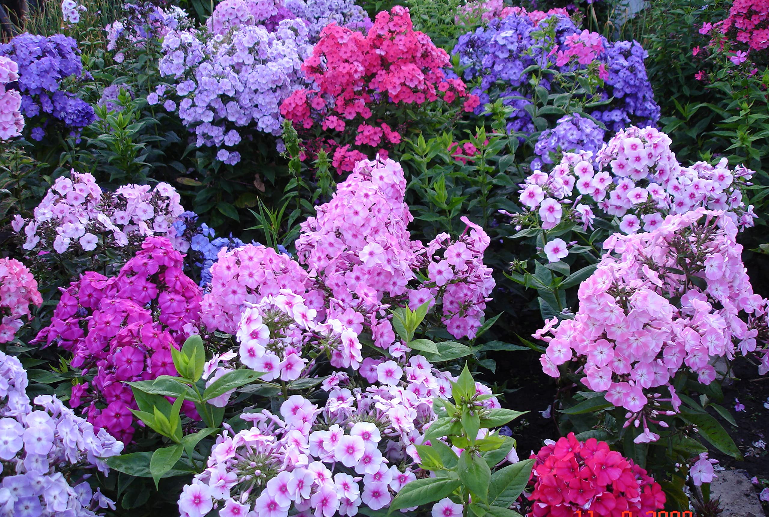 1200+ Mixed Phlox Seeds - Creeping Perennial Ground Cover - Popstars Phlox Creeping Carpet Plants