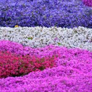 1200+ Mixed Phlox Seeds - Creeping Perennial Ground Cover - Popstars Phlox Creeping Carpet Plants