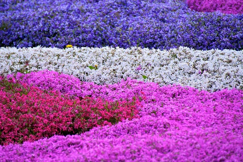 1200+ Mixed Phlox Seeds - Creeping Perennial Ground Cover - Popstars Phlox Creeping Carpet Plants