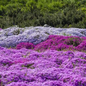 1200+ Mixed Phlox Seeds - Creeping Perennial Ground Cover - Popstars Phlox Creeping Carpet Plants