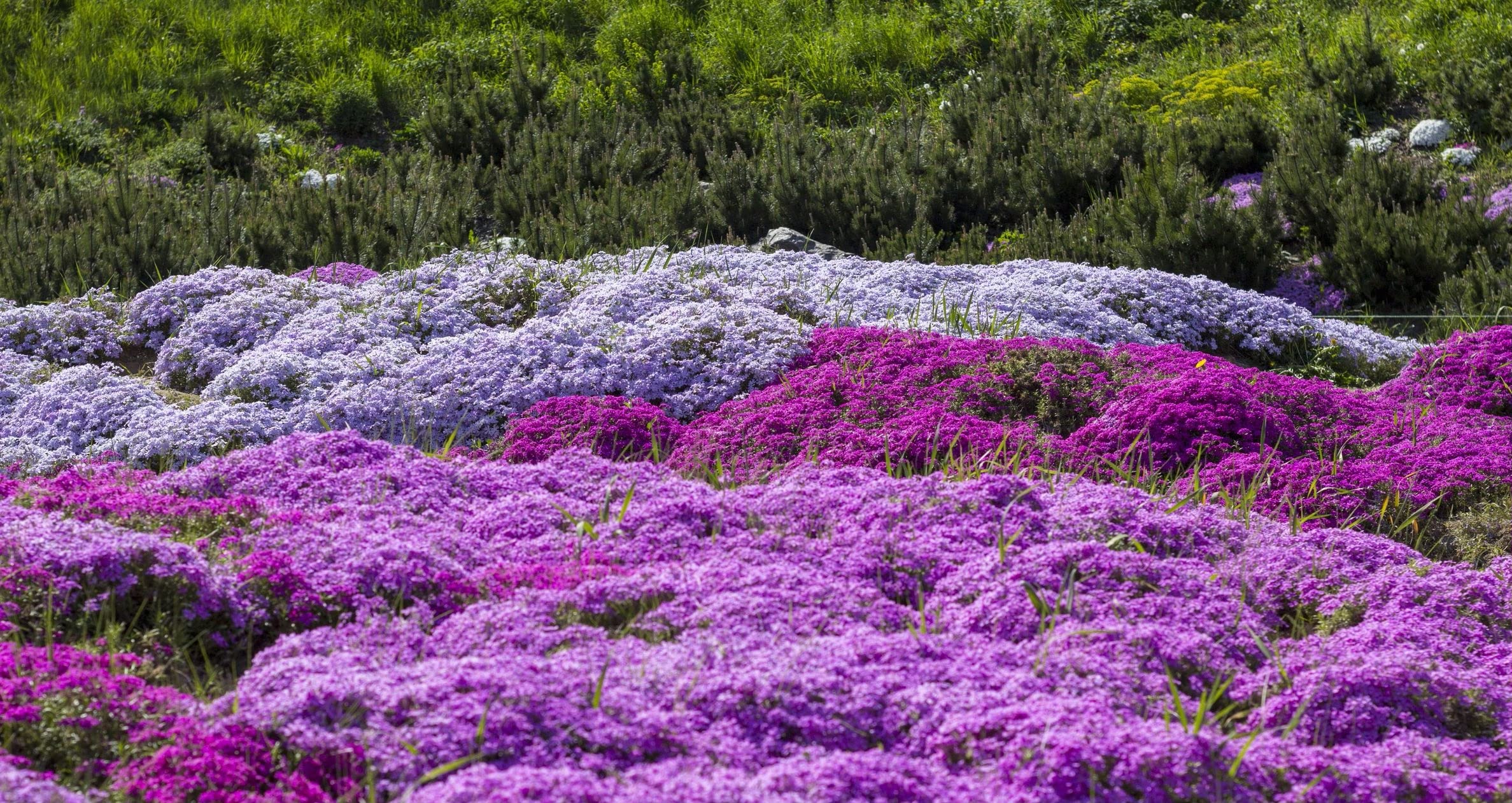 1200+ Mixed Phlox Seeds - Creeping Perennial Ground Cover - Popstars Phlox Creeping Carpet Plants