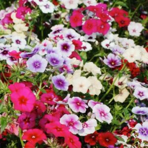 1200+ Mixed Phlox Seeds - Creeping Perennial Ground Cover - Popstars Phlox Creeping Carpet Plants