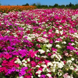 1200+ Mixed Phlox Seeds - Creeping Perennial Ground Cover - Popstars Phlox Creeping Carpet Plants