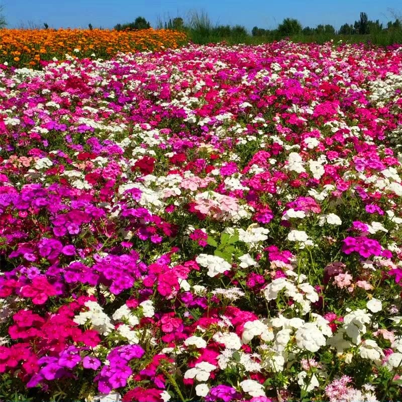 1200+ Mixed Phlox Seeds - Creeping Perennial Ground Cover - Popstars Phlox Creeping Carpet Plants