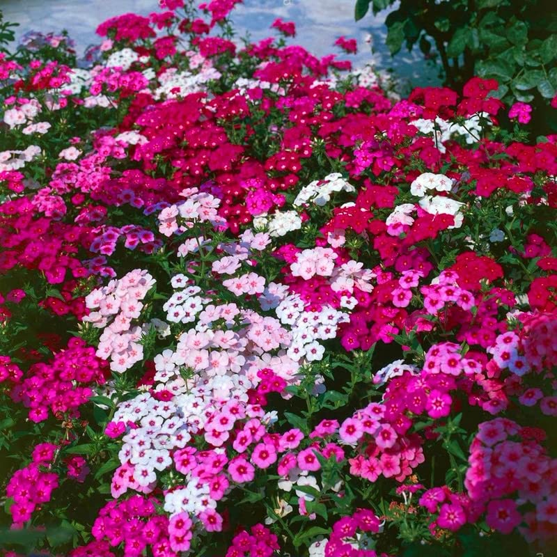 1200+ Mixed Phlox Seeds - Creeping Perennial Ground Cover - Popstars Phlox Creeping Carpet Plants