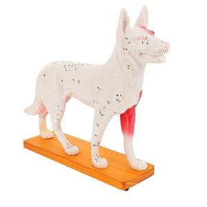 4d vision dog anatomy model, dog model anatomy teaching tool animal pressure points veterinary training for animal teaching demonstration, pet clinic veterinary trainingschool teaching tool