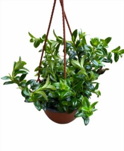 jm bamboo goldfish plant 6inch hanging pot -profuse bloomer plant