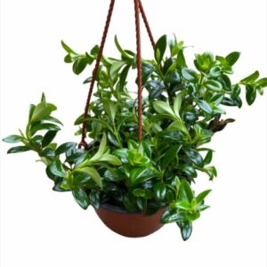 JM BAMBOO Goldfish Plant 6inch Hanging Pot -Profuse Bloomer Plant