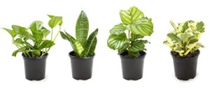 essential houseplant collection (4pk) live plants indoor plants live houseplants in plant pots, easy house plants indoors live, snake plant, pothos in potting soil, clean air plants by plants for pets