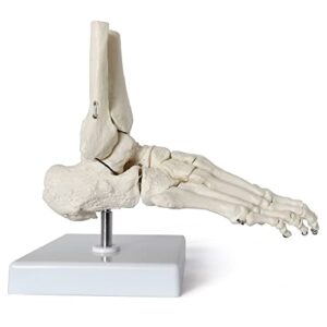 NEW HORIZON Medical Models Life Size Foot and Ankle Model