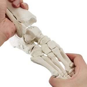 NEW HORIZON Medical Models Life Size Foot and Ankle Model