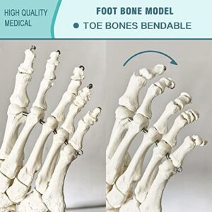 NEW HORIZON Medical Models Life Size Foot and Ankle Model