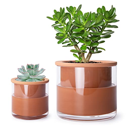 Phoenix Vine 4 Inch 6 Inch Self Watering Plants Pots, Design Terracotta Pots for Plants, Indoor Cylinder Terra Cotta Planter with Glass Vase Set, 51-A-G