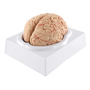 wichemi human brain model 9-part model of brain life size brain anatomy model w/display base for teaching neuroscience with vessels science classroom study display learning medical model