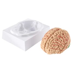 WICHEMI Human Brain Model 9-Part Model of Brain Life Size Brain Anatomy Model w/Display Base for Teaching Neuroscience with Vessels Science Classroom Study Display Learning Medical Model