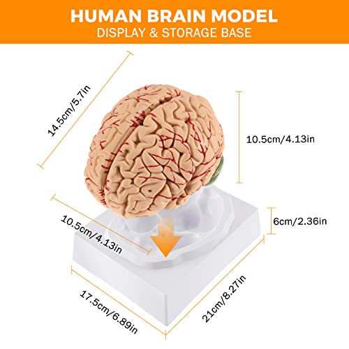 WICHEMI Human Brain Model 9-Part Model of Brain Life Size Brain Anatomy Model w/Display Base for Teaching Neuroscience with Vessels Science Classroom Study Display Learning Medical Model