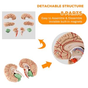 WICHEMI Human Brain Model 9-Part Model of Brain Life Size Brain Anatomy Model w/Display Base for Teaching Neuroscience with Vessels Science Classroom Study Display Learning Medical Model